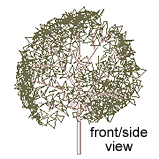 Wayne Renshaw, Architect::Virtual Garden Rendering Tips::Trees